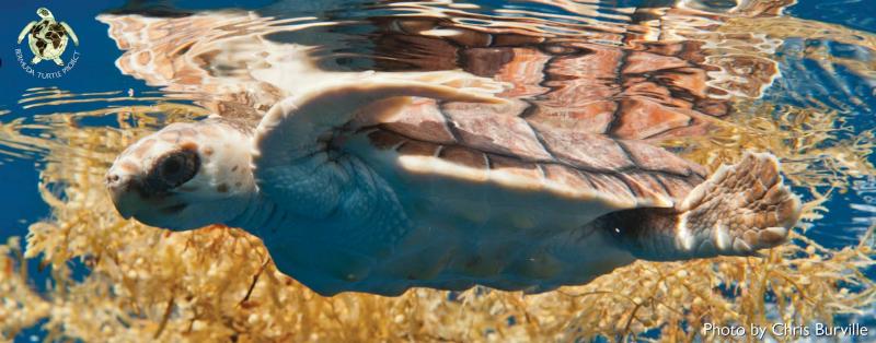 Local Species – Bermuda Turtle Project