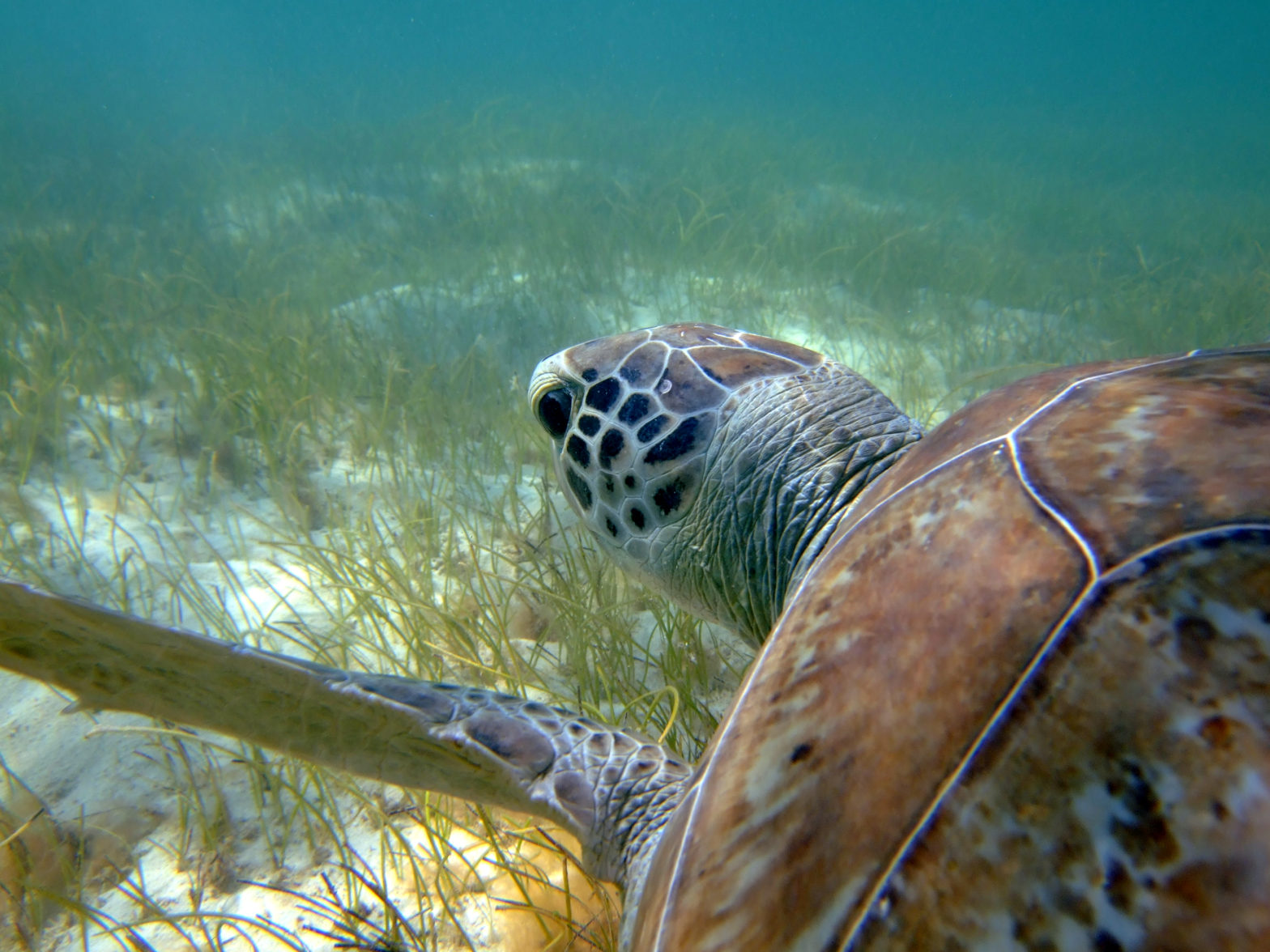 Conservation – Bermuda Turtle Project