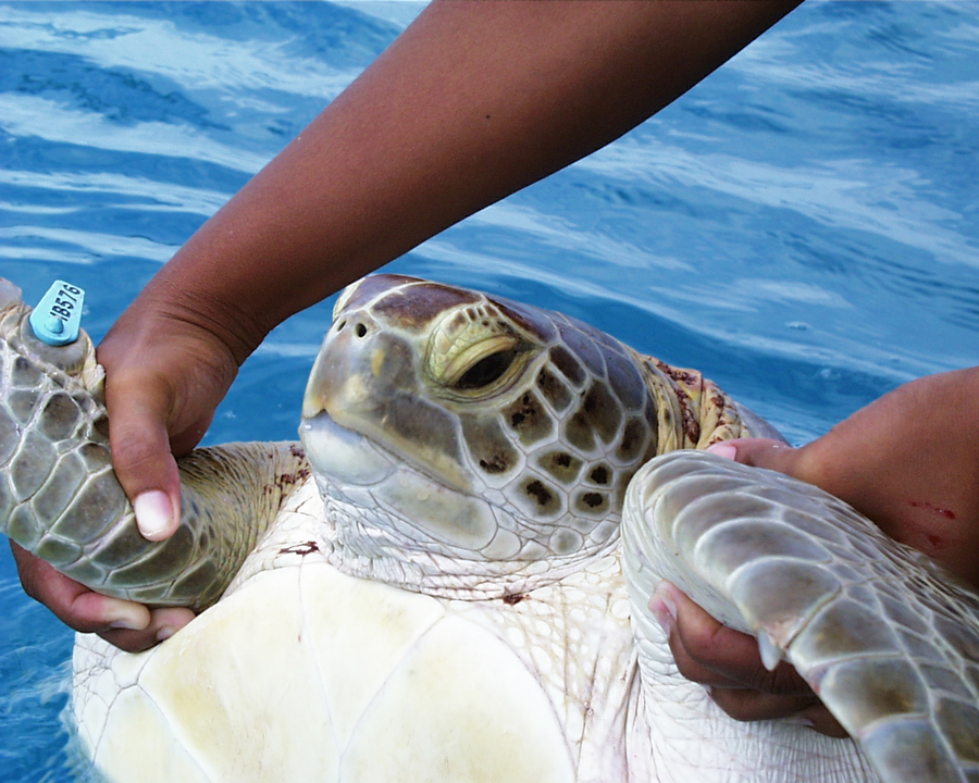Discoveries – Bermuda Turtle Project