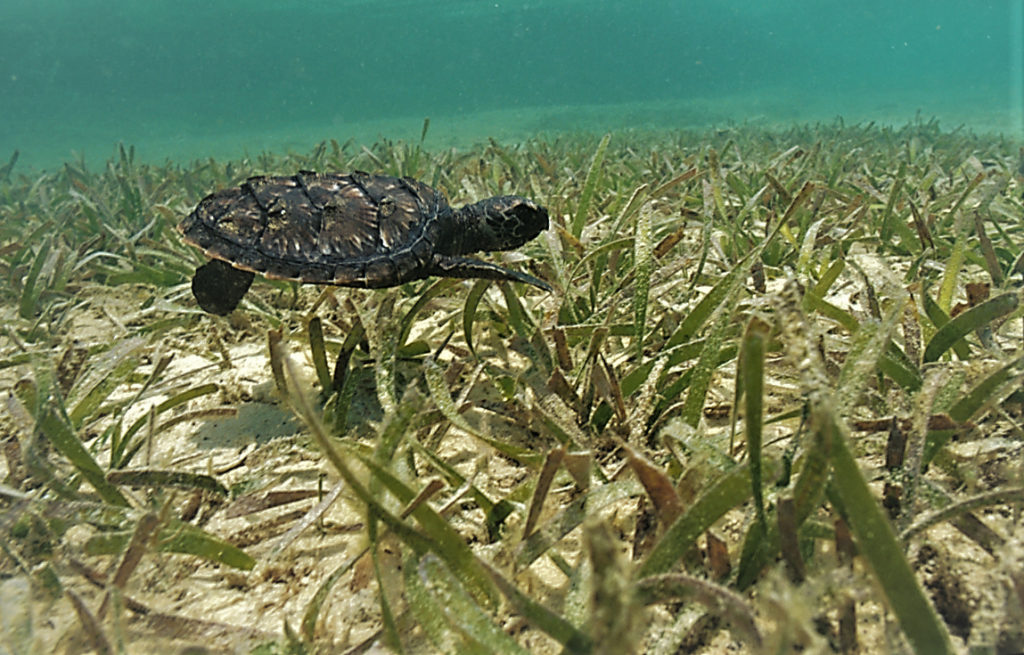 Discoveries – Bermuda Turtle Project