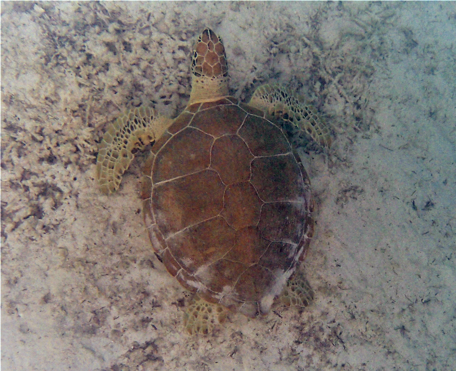 Conservation – Bermuda Turtle Project