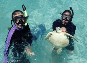 Research – Bermuda Turtle Project