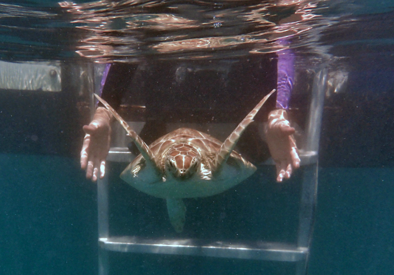 Conservation – Bermuda Turtle Project