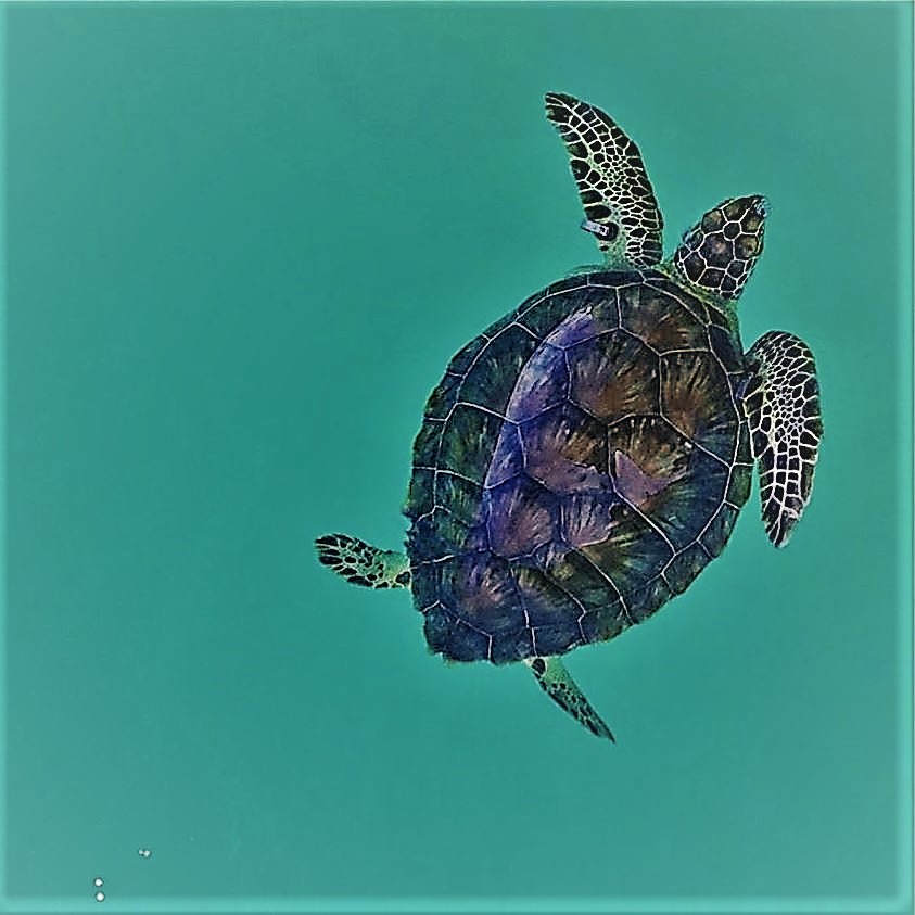 Local Species – Bermuda Turtle Project