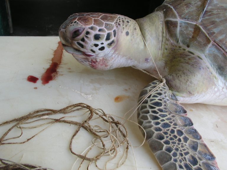 Threats to Sea Turtles – Bermuda Turtle Project