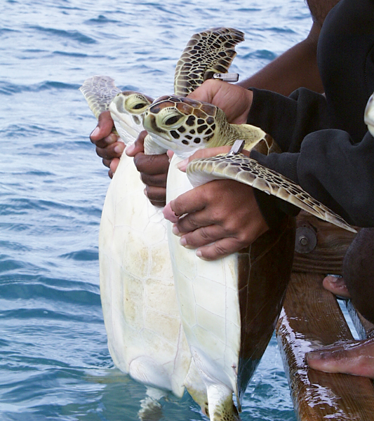 Course – Bermuda Turtle Project