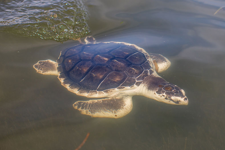 Local Species – Bermuda Turtle Project