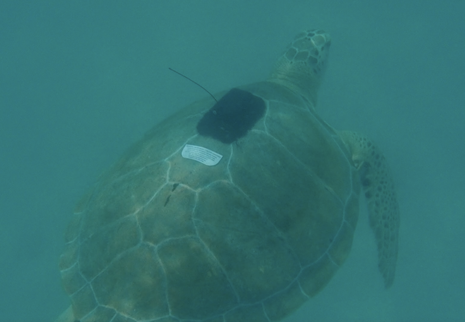 Satellite Tracked Turtles – Bermuda Turtle Project